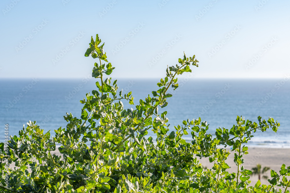 Atriplex lentiformis (quail bush, big saltbrush, big saltbush ...