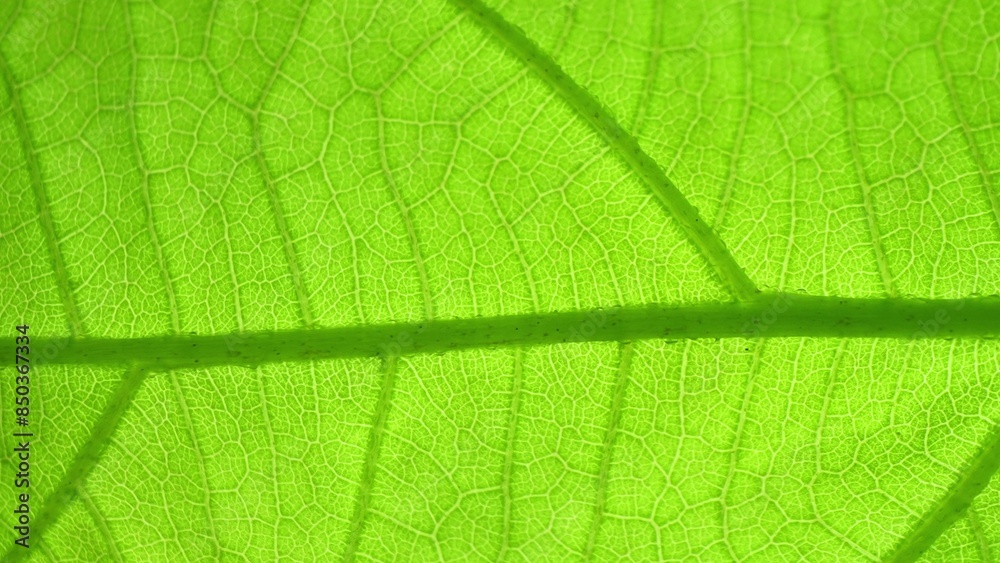In this macro marvel, a vibrant green leaf steals the spotlight ...