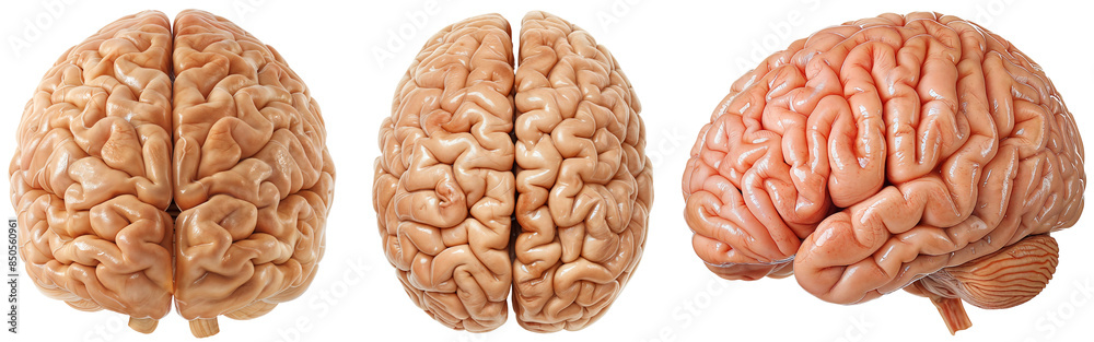 Human brain collection, side, front and top view, isolated on a ...