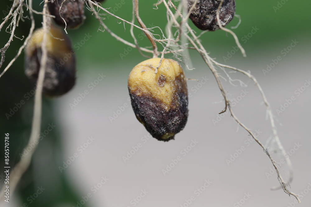 Potato blight or late blight is serious potato and tomato disease ...