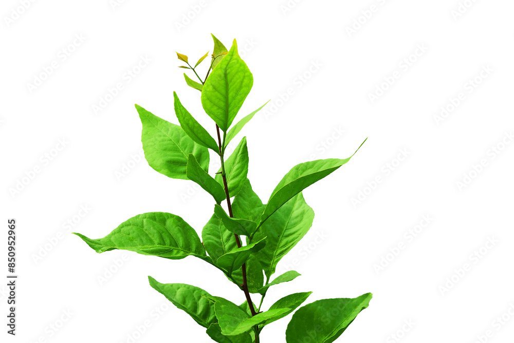 indian holy plant bael leaves commonly known in india as bael patra ...