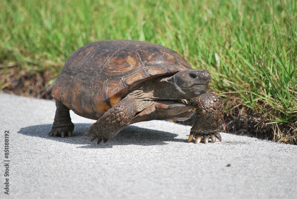 Muchos animales sobre todo aves que encuentran en la Florida un lugar ...