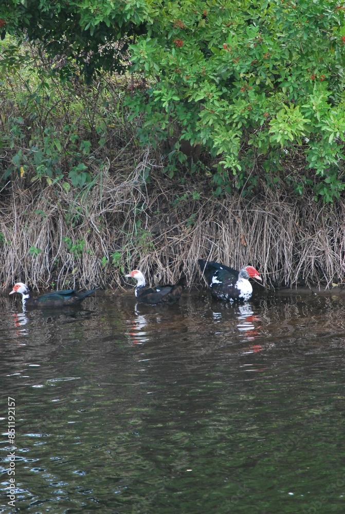Muchos animales sobre todo aves que encuentran en la Florida un lugar ...