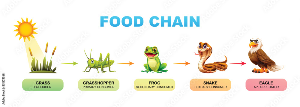Food chain vector cartoon illustration showing grass, grasshopper, frog ...