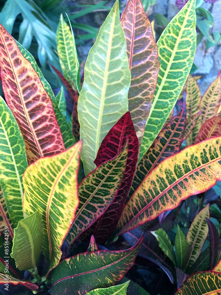 stunning colors and texture of nature croton plants Codiaeum variegatum ...