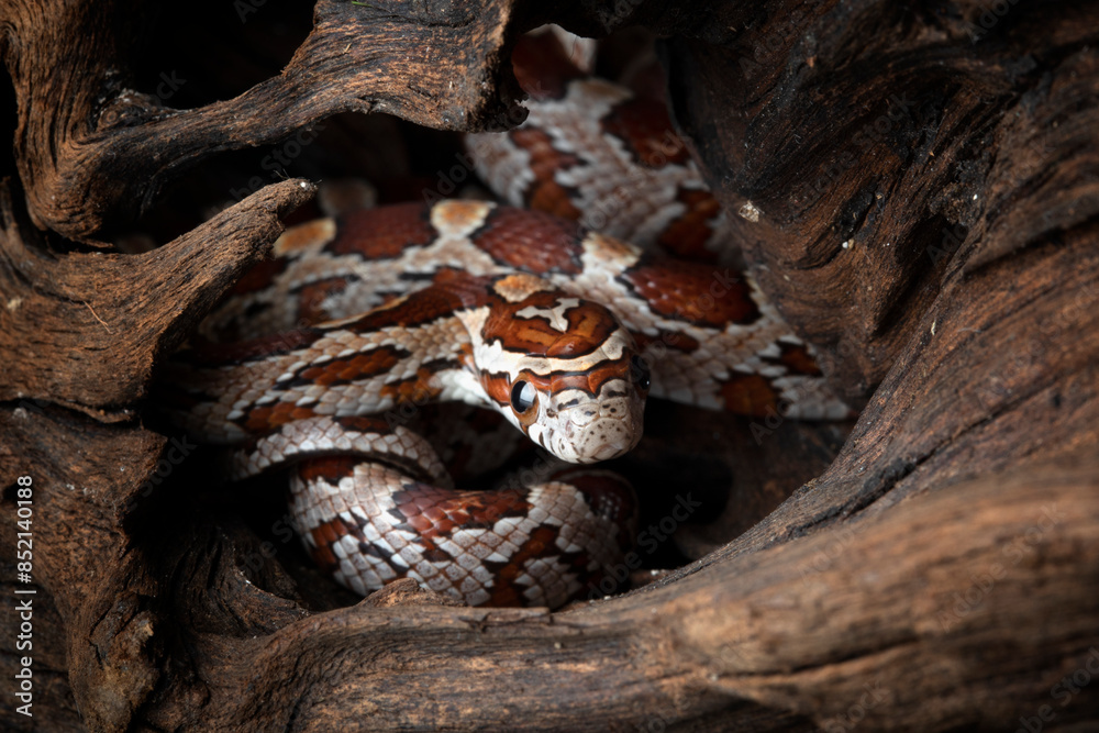 Okeetee Corn Snakes (Elaphe guttata guttata) is a non-venomous snake ...