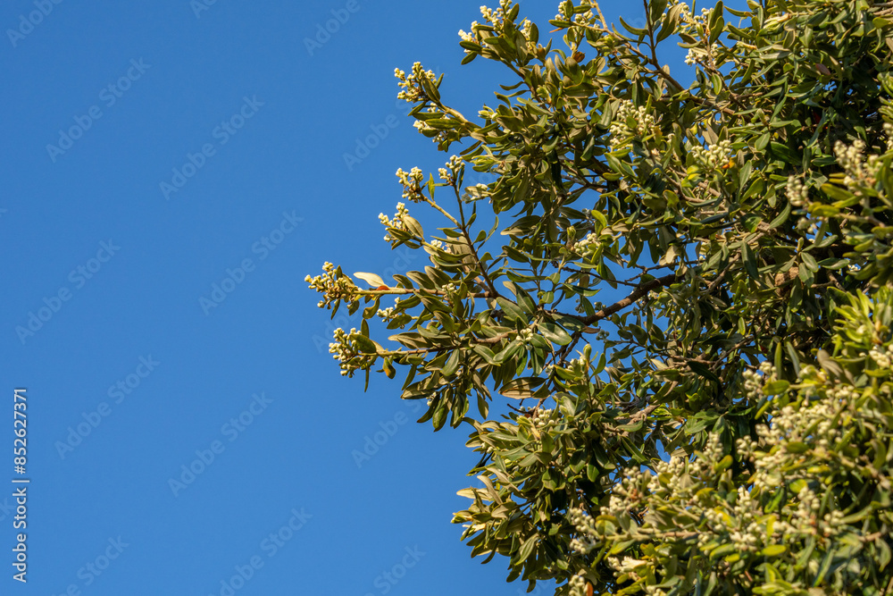 Metrosideros excelsa, commonly known as pōhutukawa, New Zealand ...