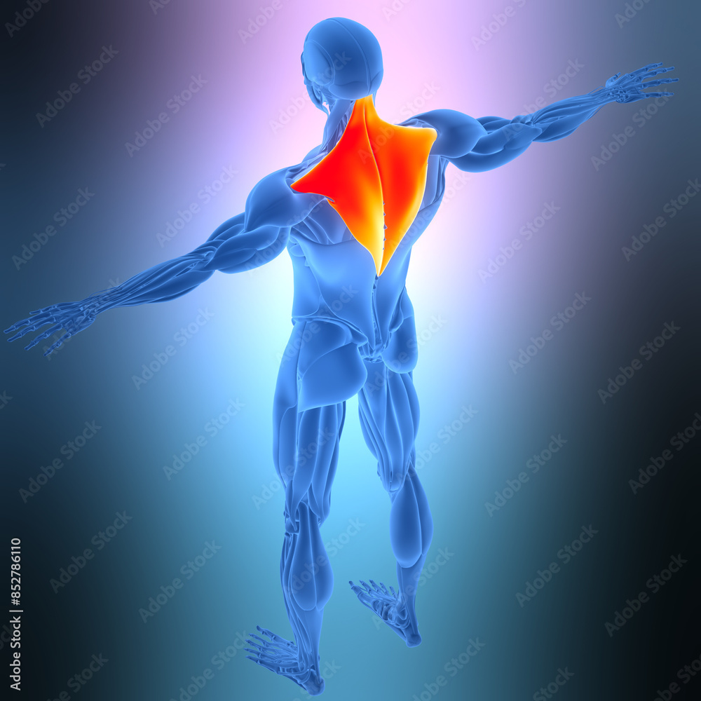 Human Muscular System Torso Muscles Trapezius Muscle Anatomy Stock ...
