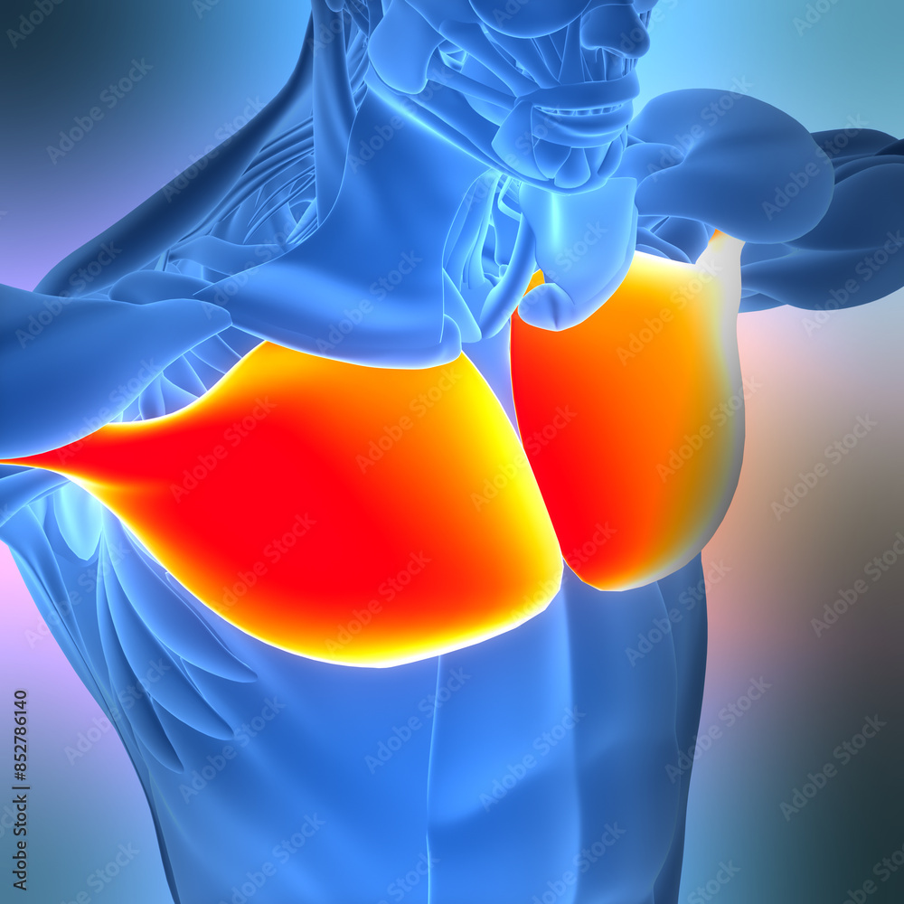 Human Muscular System Torso Muscles Pectoral Muscles Anatomy Stock ...