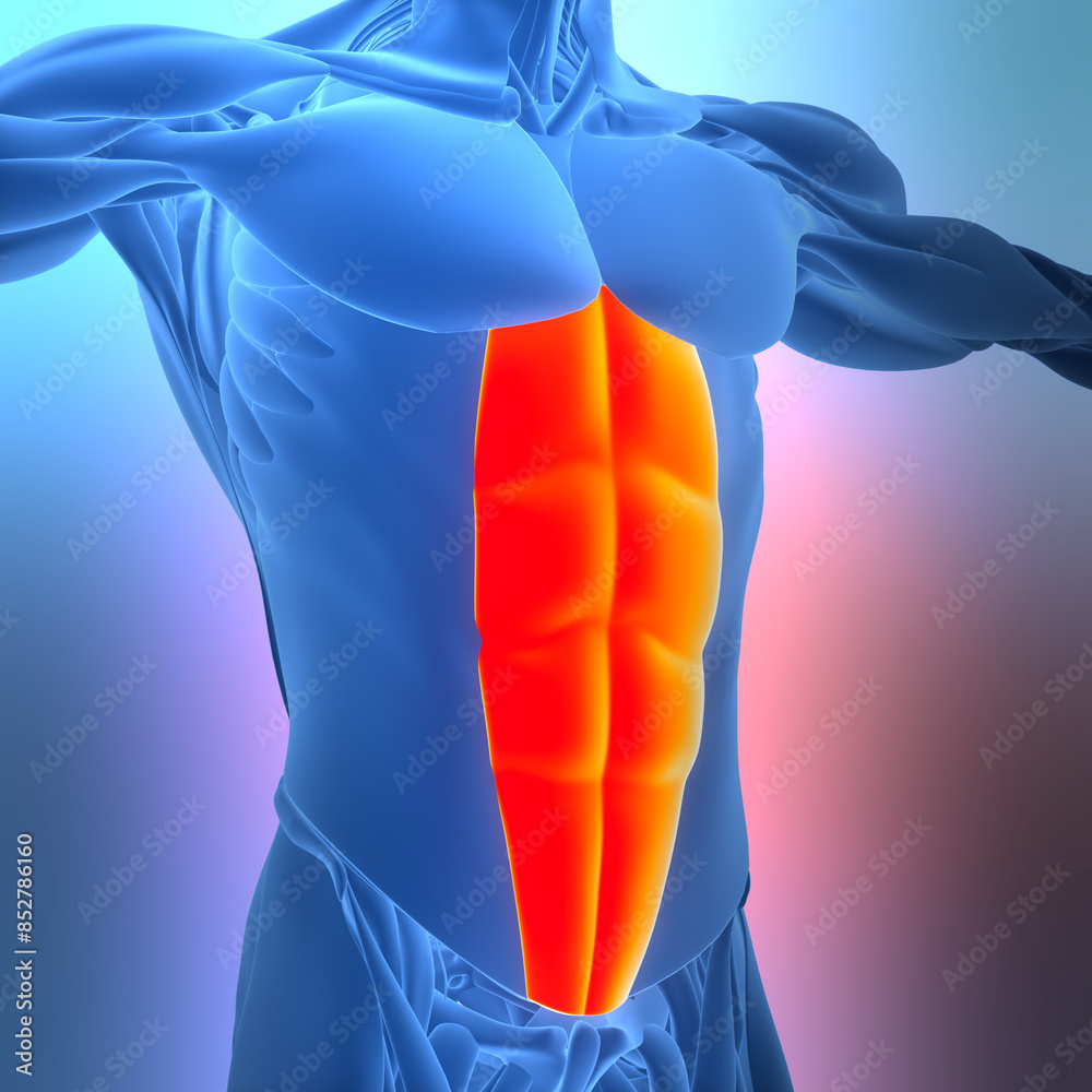 Human Muscular System Torso Muscles Rectus Abdominis Muscle Anatomy 素材庫 ...