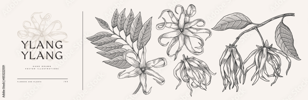 Set of flowers, buds and leaves of the ylang-ylang tree. Beautiful ...