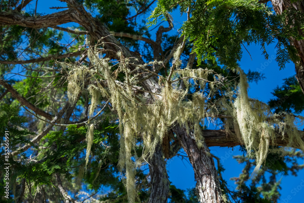 Coos Bay, Oregon, USA. Native trees with moss. Stock Photo | Adobe Stock