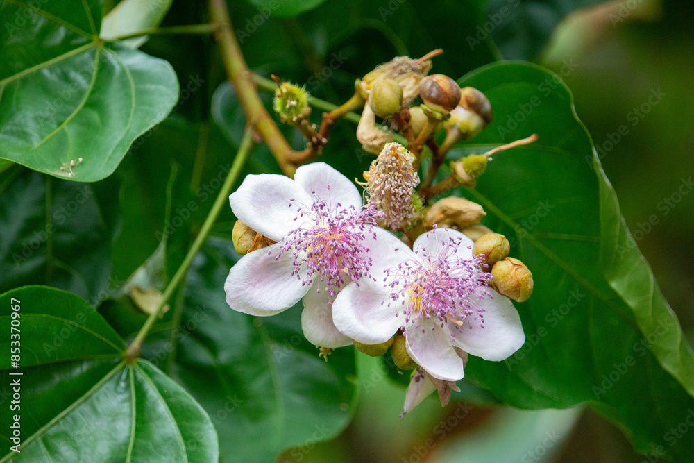 Flor do urucuzeiro, árvore cujo fruto é o urucum, de onde se extrai o ...