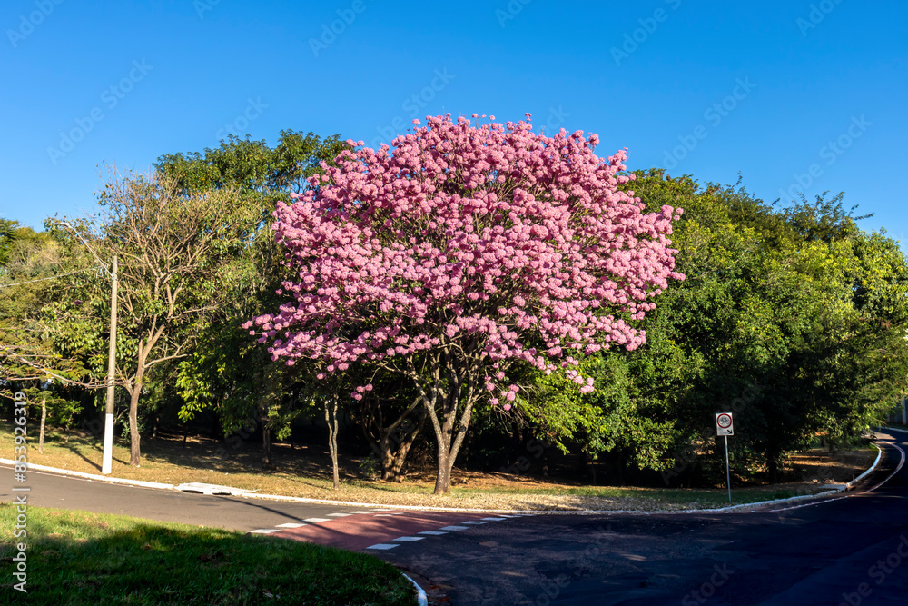 Pink Ipe with scientific name Handroanthus heptaphyllus in Brazil ...