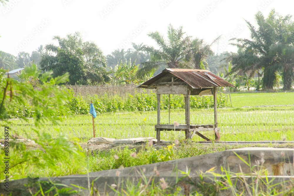 Small huts in the middle of rice fields are usually used by farmers as ...