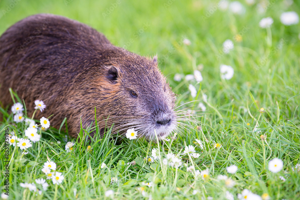 Nutria river rat, coypu herbivorous, semiaquatic rodent member of the ...