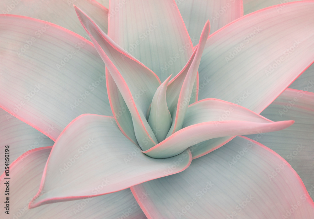 Agave leaves in trendy pastel colors for design backgrounds Stock Photo ...