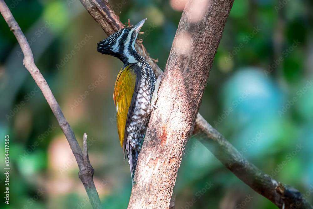 Common Flameback The back is brassy-brown, the rump is red, and the ...