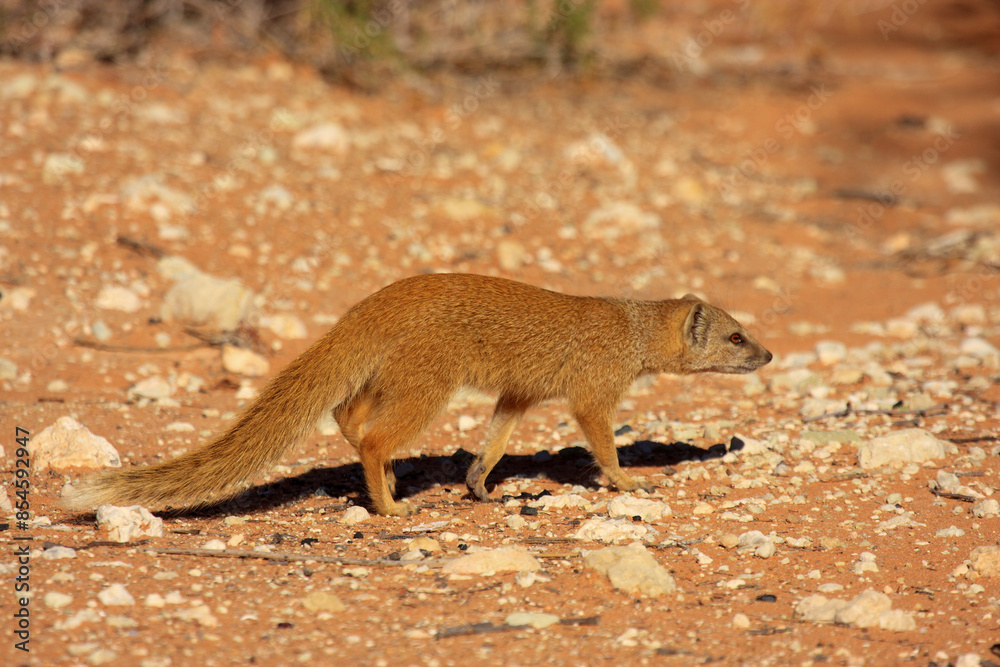 mongoose Kgalagadi Transfrontier Park one of the great parks of South ...