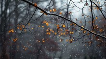 Rain Drops Tree Branches Free Stock Photo - Public Domain Pictures