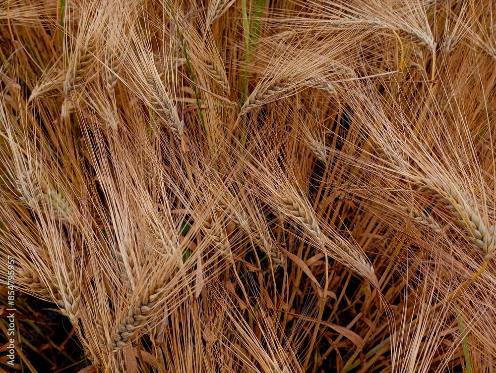 Yellow barley background. Texture of spikes to mature barley in spikes ...