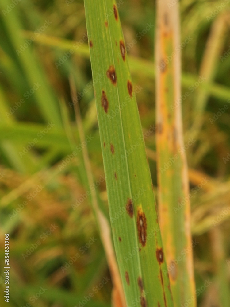 Selective pocus spot disease on rice leaves is caused by the fungus ...