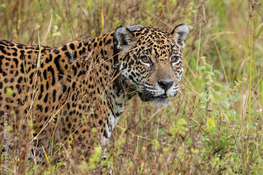 Jaguar (Panthera onca) wearing GPS tracking collar in the Pantanal ...