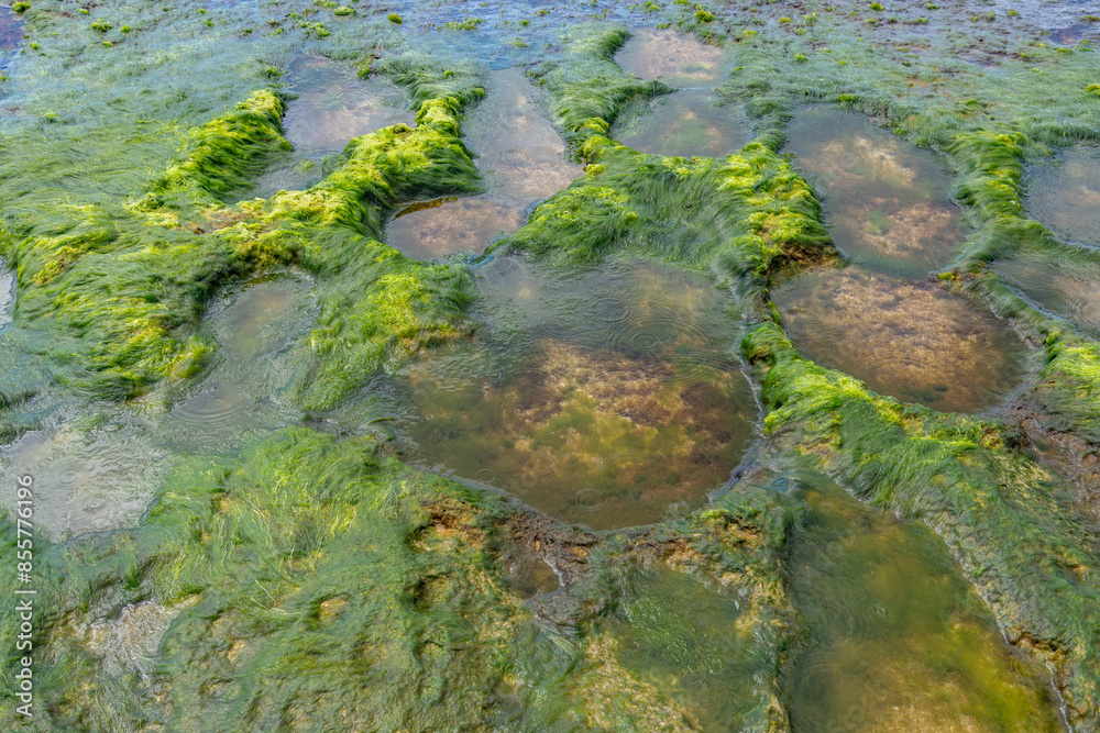 Fotografie Division Chlorophyta, Green Seaweeds, Laniakea Beach，Oahu's ...