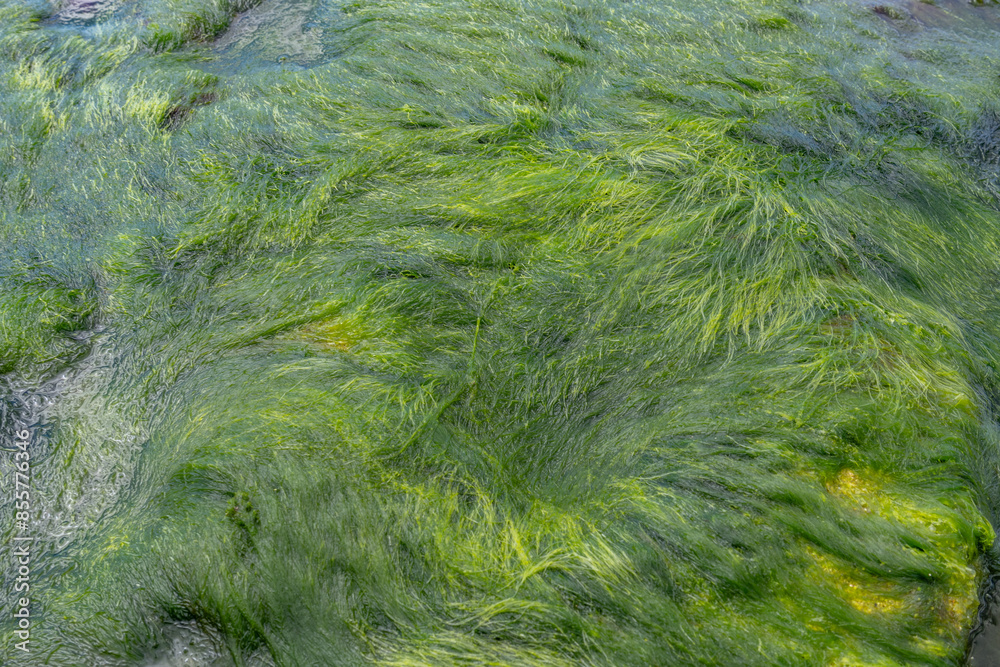 Division Chlorophyta, Green Seaweeds, Laniakea Beach，Oahu's North Shore ...