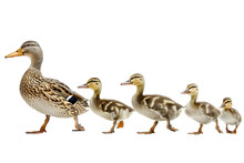 Seagull Family Free Stock Photo - Public Domain Pictures