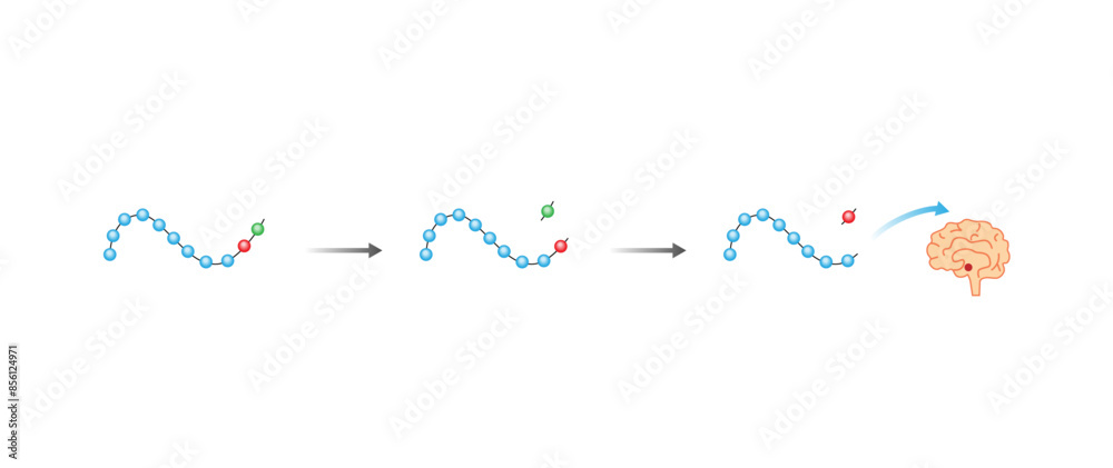 Angiotensin Ii Acts On Pituitary Gland Antidiuretic Hormone Adh