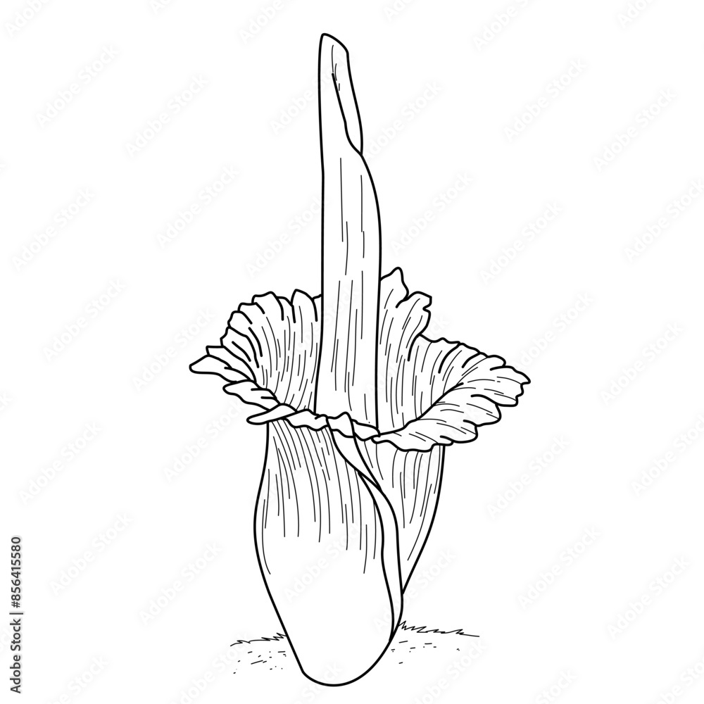 Detailed line drawing of Amorphophallus titanum, the Titan Arum or ...