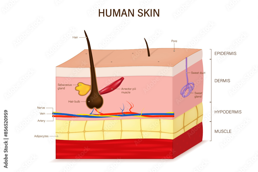 Human skin anatomy. Skin layers structure vector. Epidermis, dermis, hypoderm and muscle tissue ...