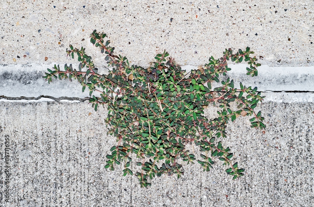 Spotted Spurge Euphorbia maculata plant growing sidewalk nature weeds ...