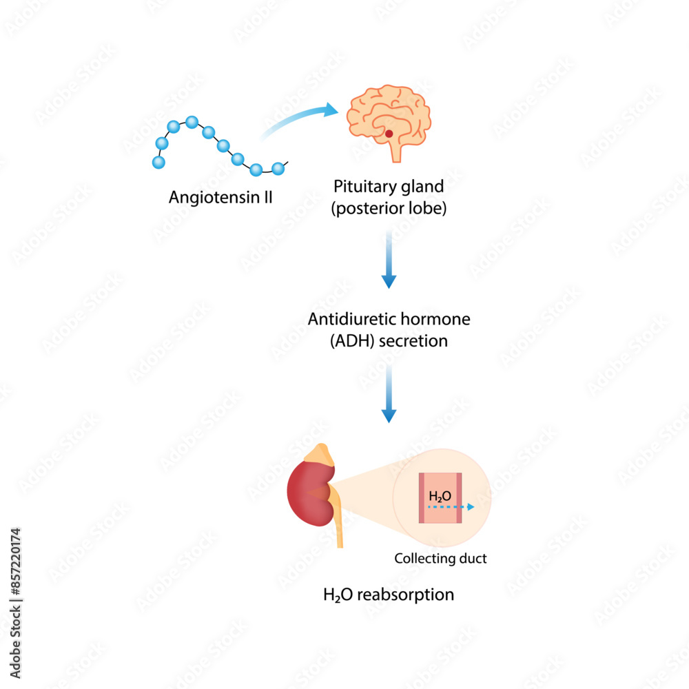 Angiotensin II acts on pituitary gland. Antidiuretic hormone, ADH. Vasopressin. Renin ...