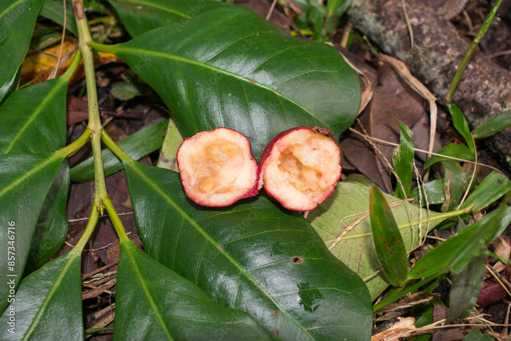 Foto de Stock Psidium cattleyanum (aka Strawberry Guava, Araçá rosa ...