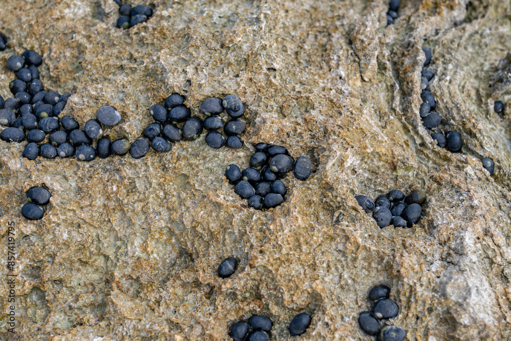 Nerita picea, also called Black Nerite or Pipipi in Hawaiian, is a ...