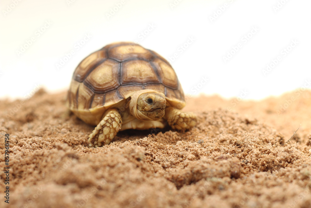 Cute small baby African Sulcata Tortoise in front of white background ...