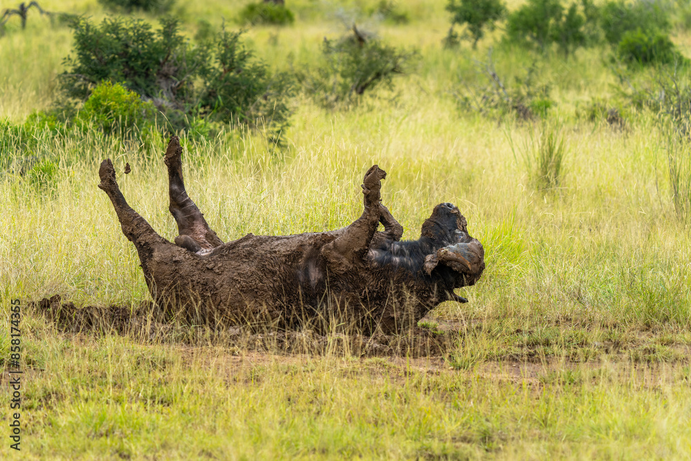 African Buffalo Bull rolling in the mud in the Kruger National Park ...