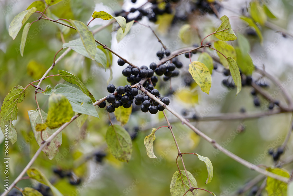 Common buckthorn(Rhamnus cathartica) fruit. The European buckthorn ...
