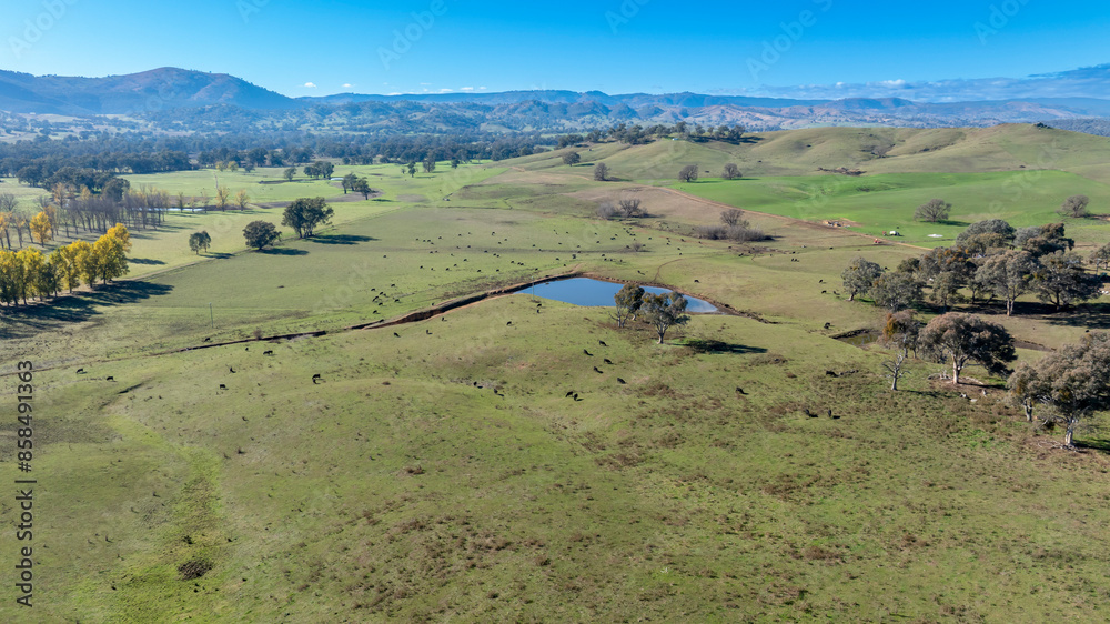 Drone aerial photograph of a large herd of black cattle grazing on ...
