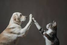 Cats Paw High Five Free Stock Photo - Public Domain Pictures