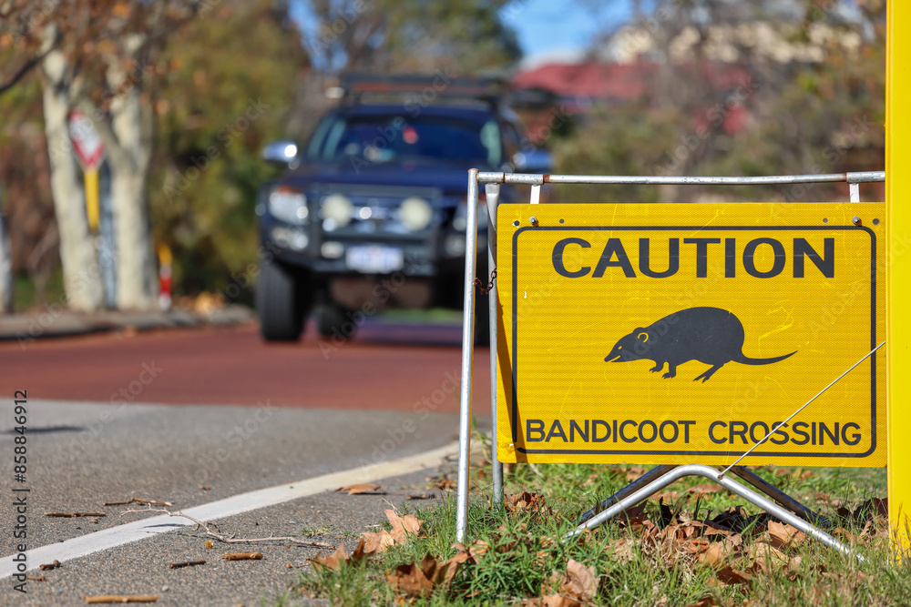 Road, traffic warming sign, be on lookout for Bandicoot crossing street ...