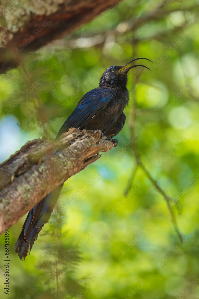 Common Scimitarbill - Rhinopomastus cyanomelas, African scimitar bill ...
