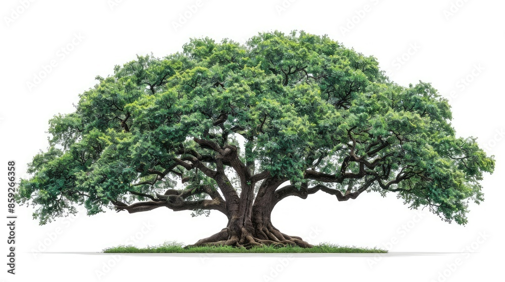 Grand old tree with a wide canopy, isolated on a white background ...