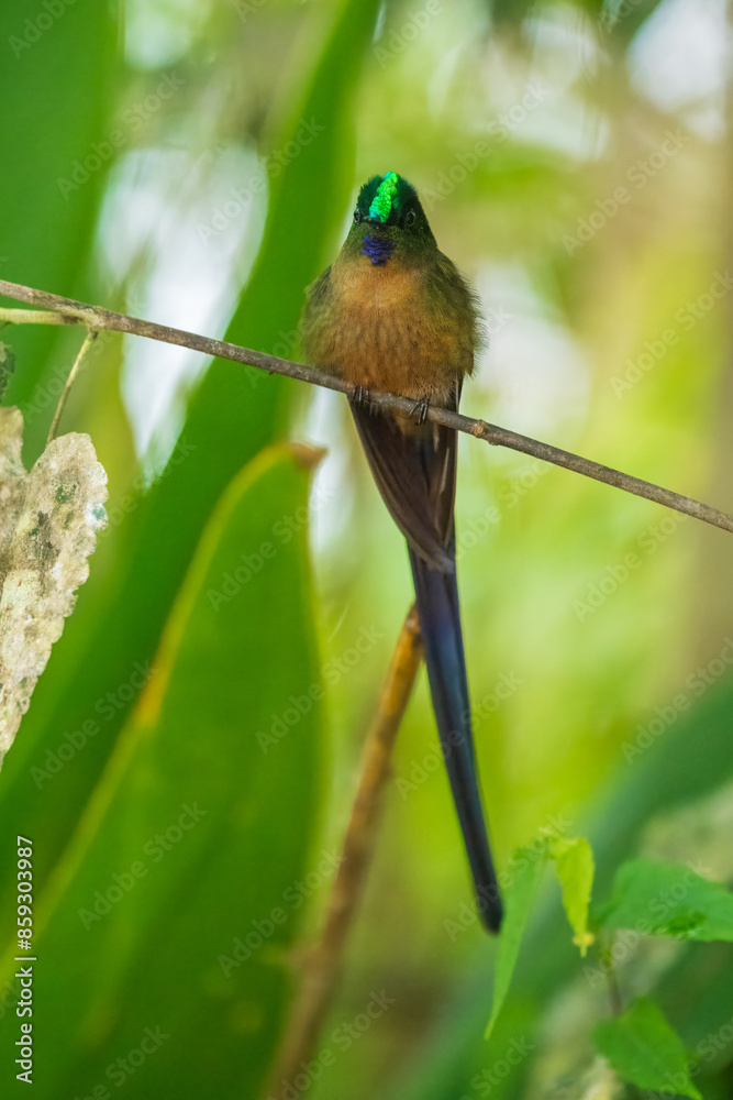 Violet-tailed Sylph - Aglaiocercus coelestis, beautiful long tailed ...