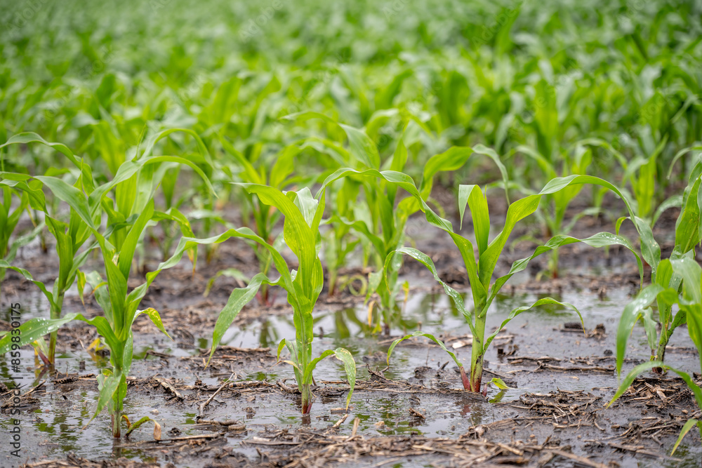 Row crop corn field with puddles of standing water from flooding ...