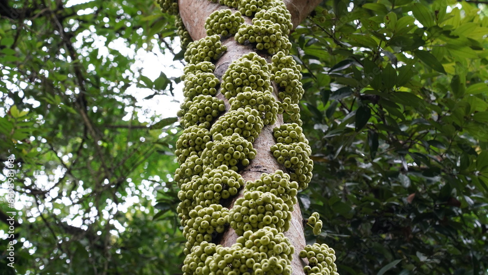 Ficus variegata is a species of fig tree that is native to parts of ...