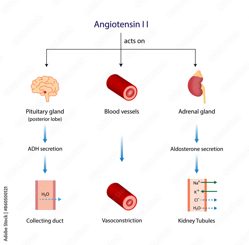 Angiotensin II acts on blood vessels, Adrenal gland and Pituitary gland ...