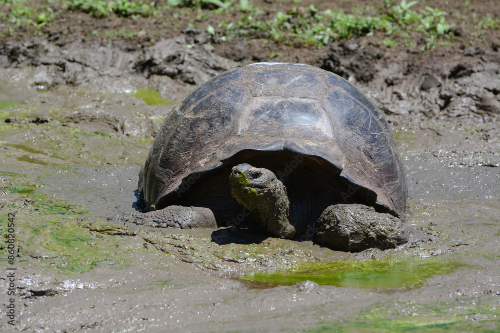 Western Santa Cruz Giant Tortoise (Chelonoidis niger porteri) grazing ...